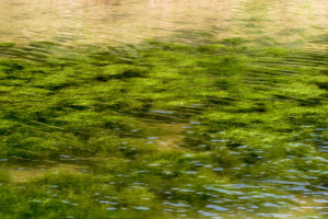 Exploring Satellite Image Integration for the Chesapeake Bay SAV ...